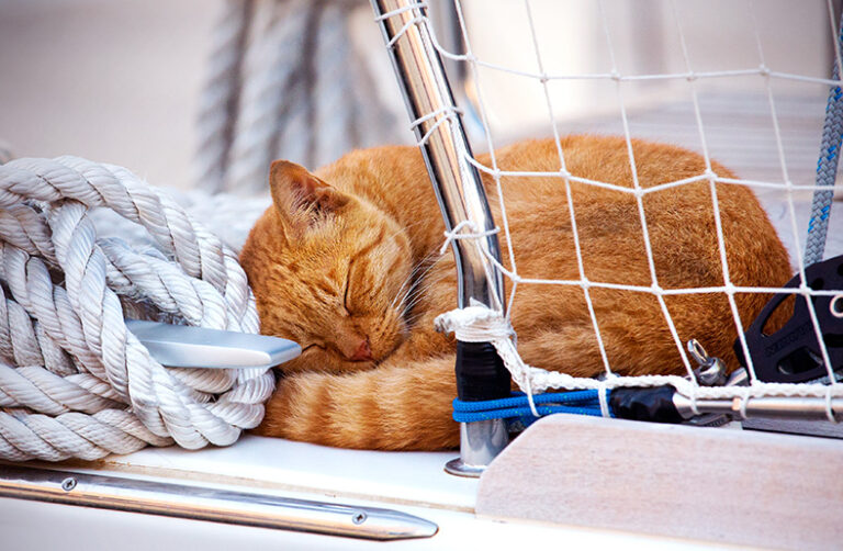 Sailing with Cats: Tips for a Smooth and Enjoyable Experience